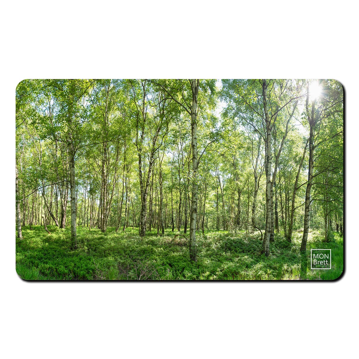 MON Brett „Birkenwald im Steinleyvenn 2“ – MONART Galerie